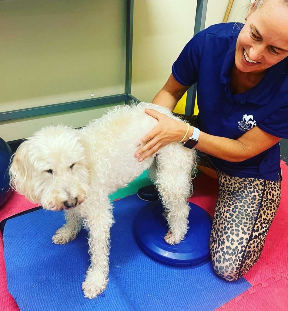 Melbourne-Animal-Physiotherapy-1 – Melbourne Animal Physiotherapy