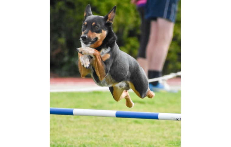 FCE in dogs – the Rehabilitation process – Melbourne Animal Physiotherapy