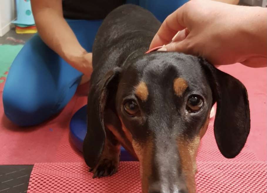 Physiotherapy for IVDD – Melbourne Animal Physiotherapy