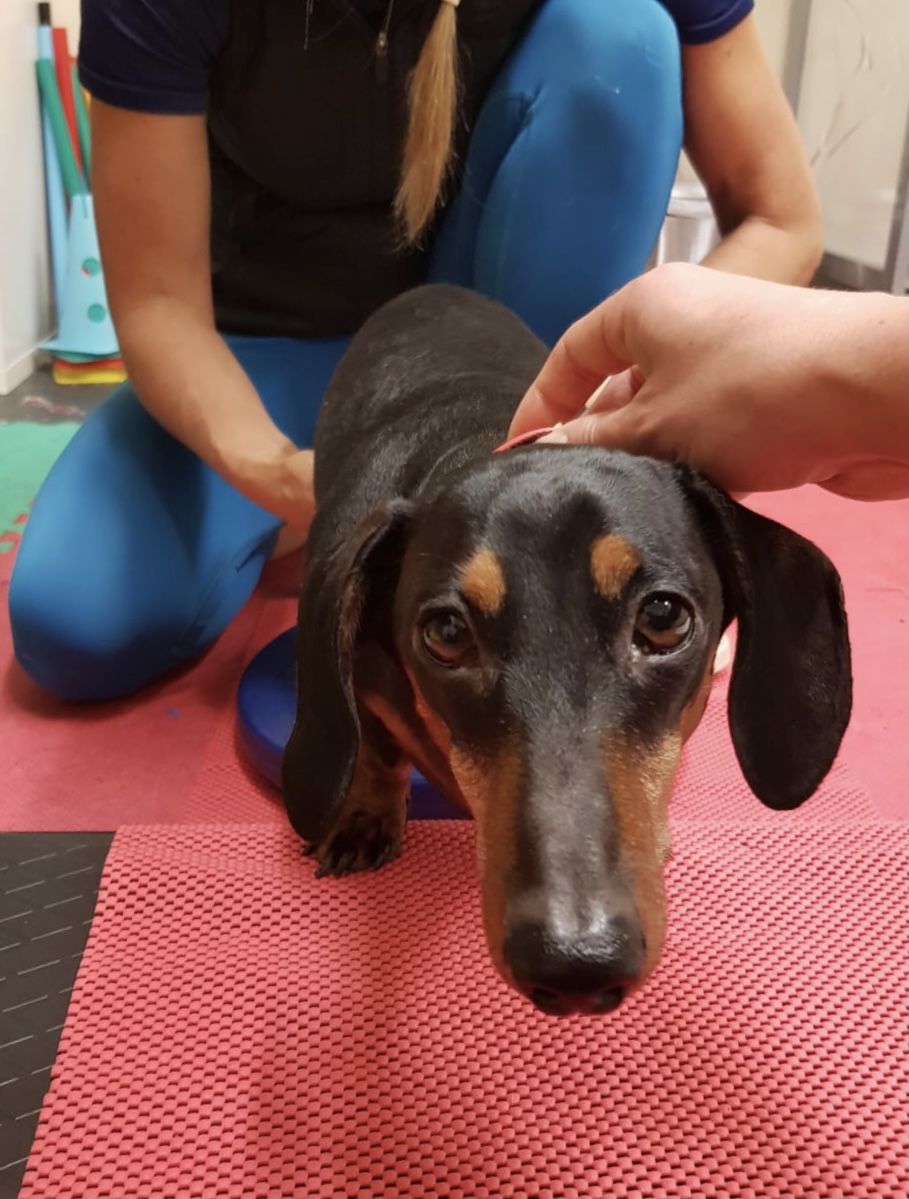 Physiotherapy for IVDD – Melbourne Animal Physiotherapy