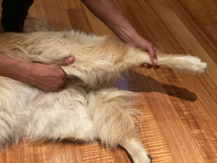 FCE in dogs – Melbourne Animal Physiotherapy