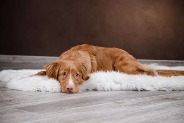 FCE in dogs – Melbourne Animal Physiotherapy