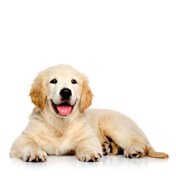 FCE in dogs – Melbourne Animal Physiotherapy