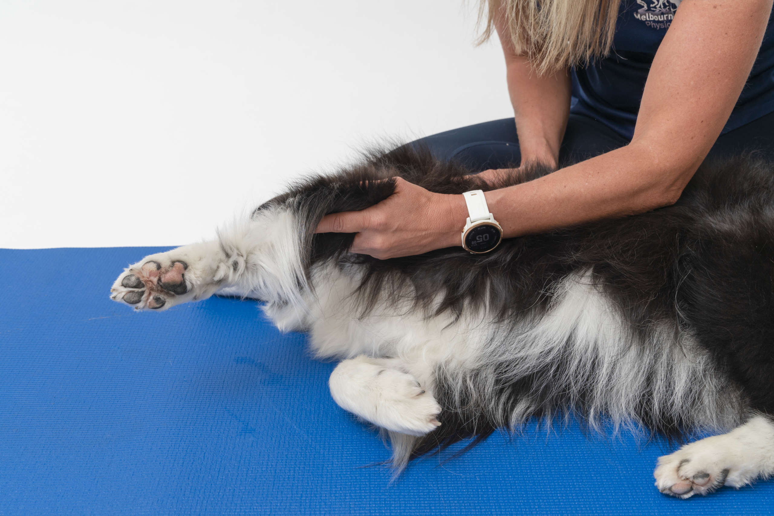 Elbow Dysplasia In Dogs