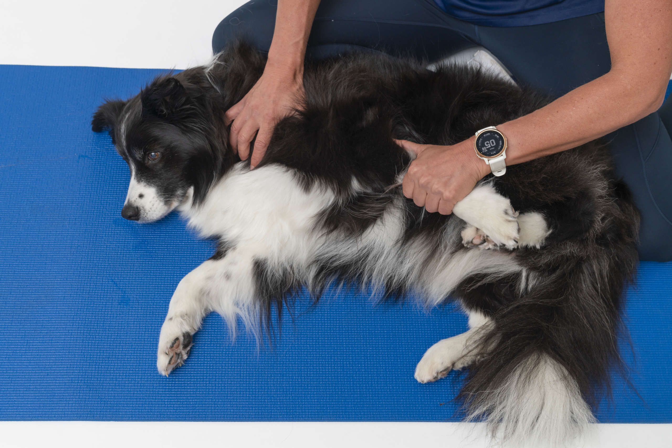 How to become an Animal Physiotherapist in Australia – Melbourne Animal Physiotherapy