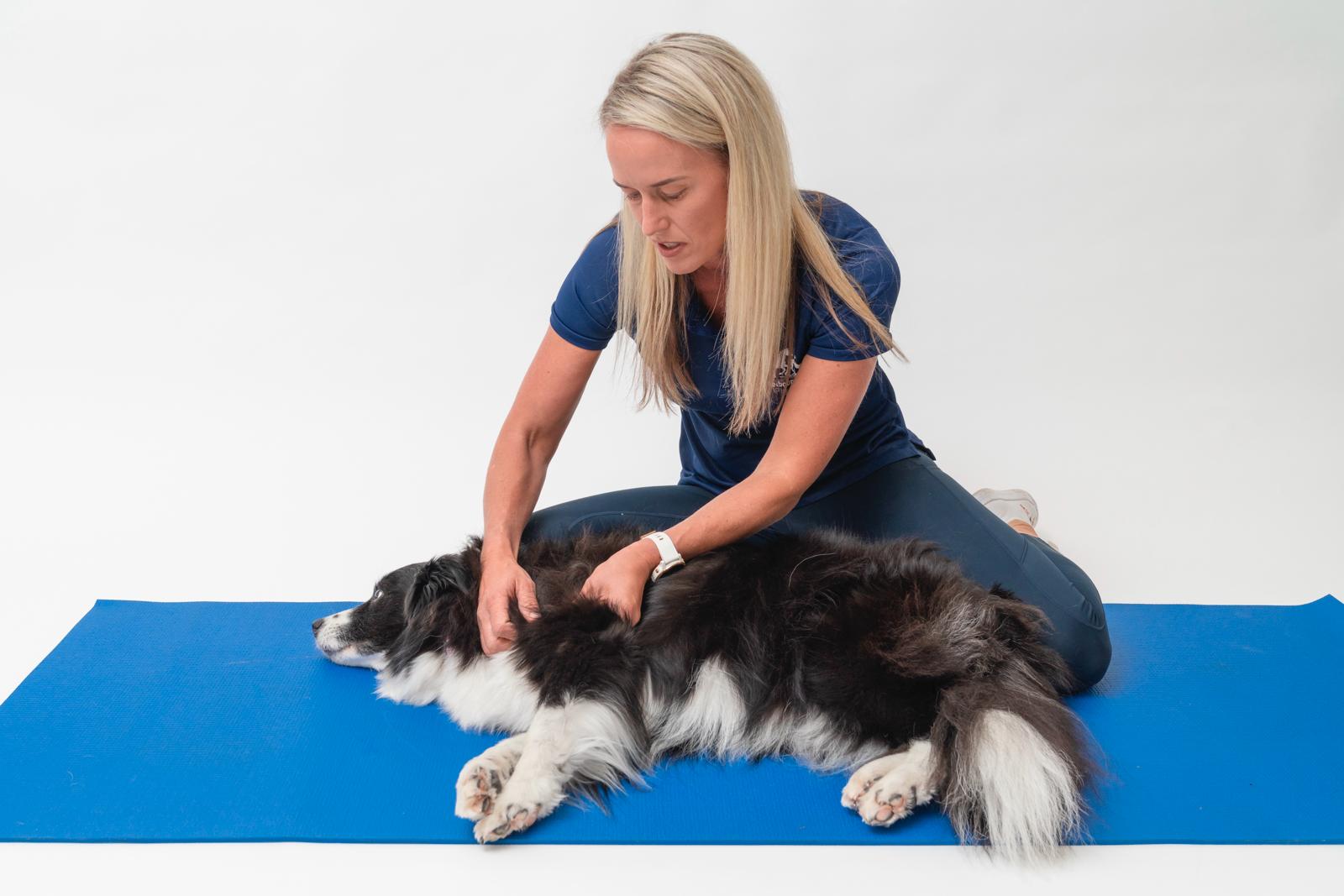 Services – Melbourne Animal Physiotherapy