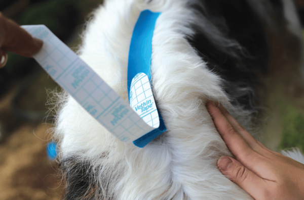 Kinesiology Taping – Melbourne Animal Physiotherapy