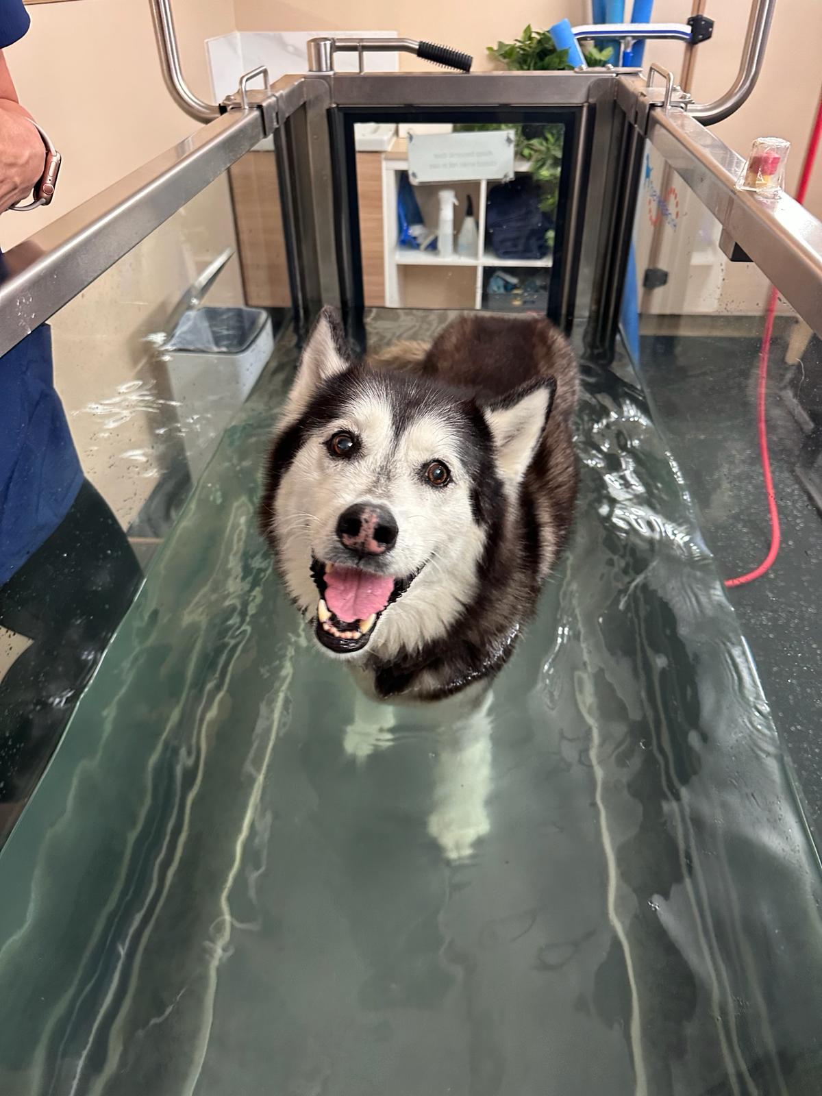 New Face to Face Canine Hydrotherapy Course – Melbourne Animal ...