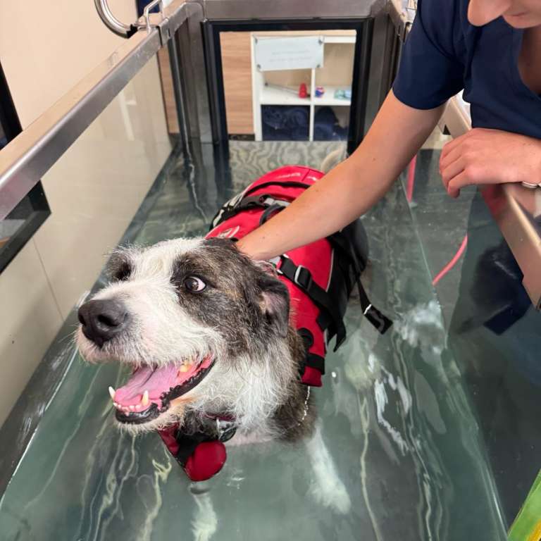 Services – Melbourne Animal Physiotherapy