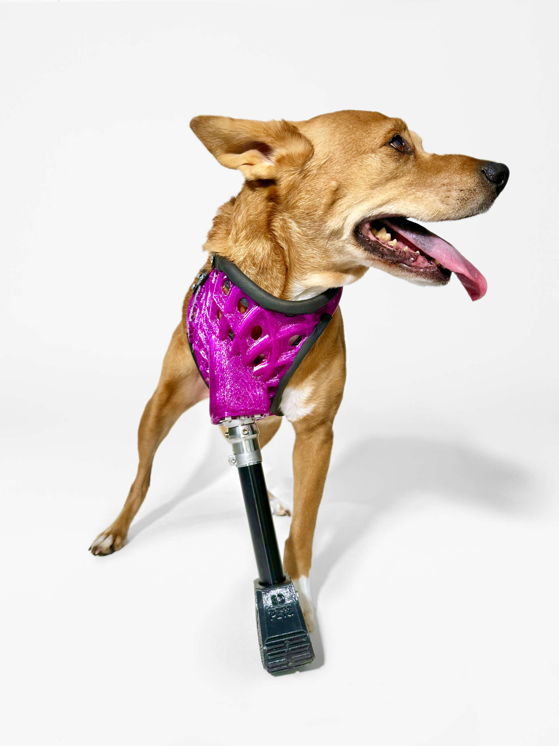 3D Printed Prosthetics – Melbourne Animal Physiotherapy