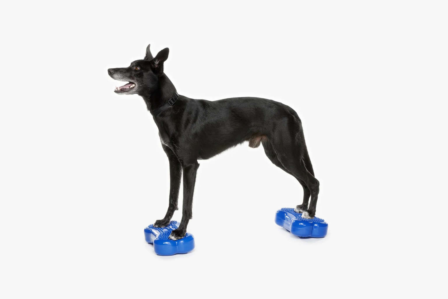 Mini K9FITbone Balance Training Platform – Melbourne Animal Physiotherapy