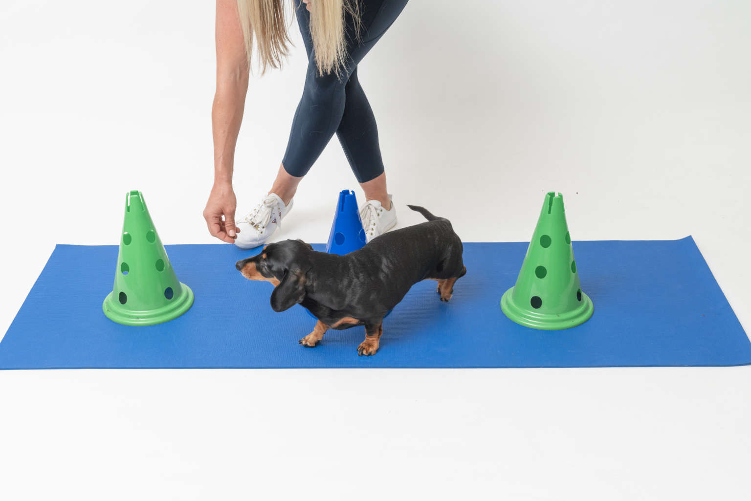 Conservative Management of IVDD in Dogs: Can They Walk Again Without ...