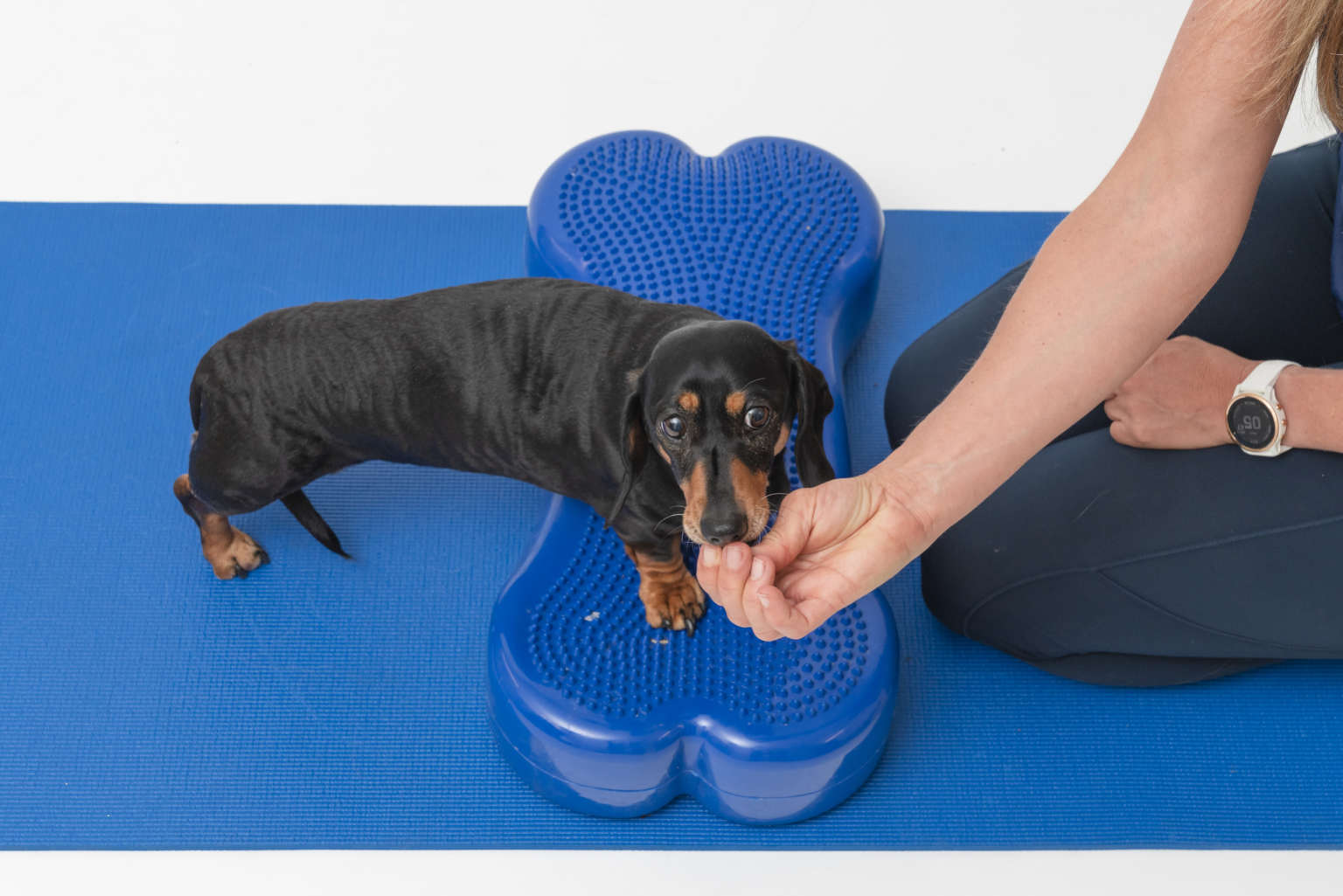 Conservative Management of IVDD in Dogs: Can They Walk Again Without ...