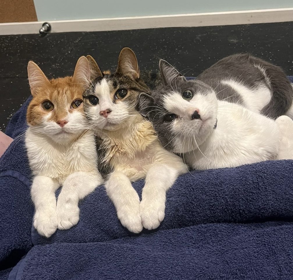 Cat Physiotherapy: Helping Your Feline Friend Move Better and Feel ...