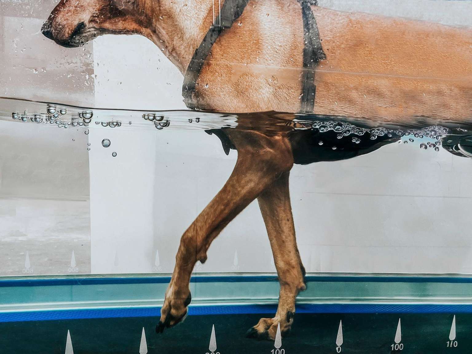 Medial Shoulder Instability in Dogs: How Physiotherapy Helps Your Pet ...